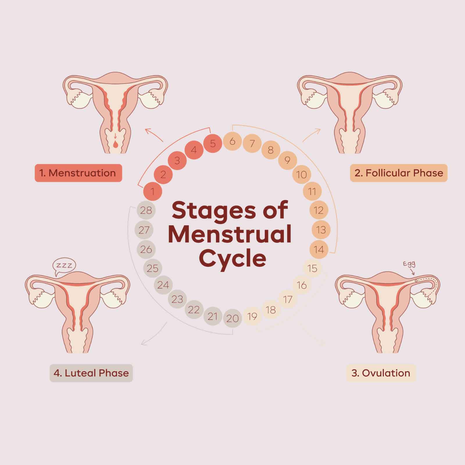 Four Phases of Menstrual Cycle Explained | Gwinnett OB/GYN